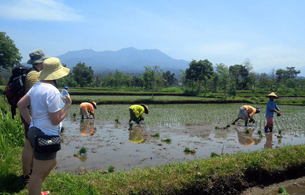Lombok's Rice Field & Culture Walking Tour | Lombok Hotel Travel